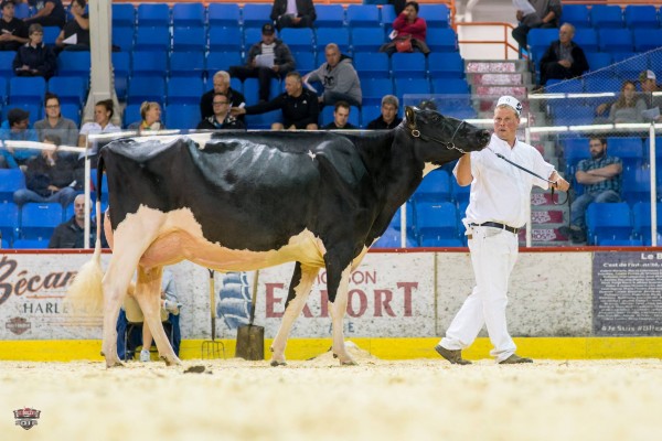 JACOBS GOLD CHIP BIO VG-88