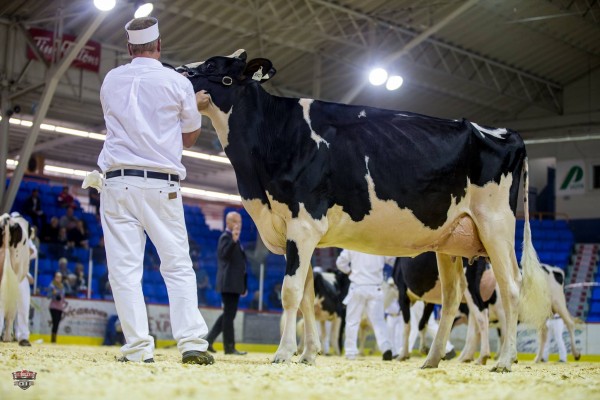 JACOBS WINDBROOK AIMO VG-88