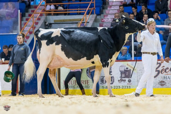 ACOBS GOLD LIANN VG-89