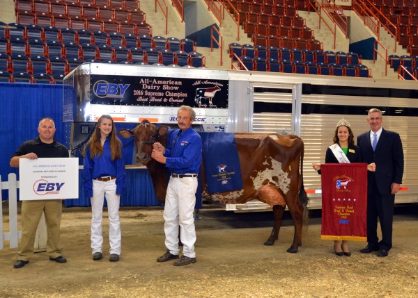 Cedarcut Burdette Clove Colata, Grand Champion Ayrshire Cow of the Open ...