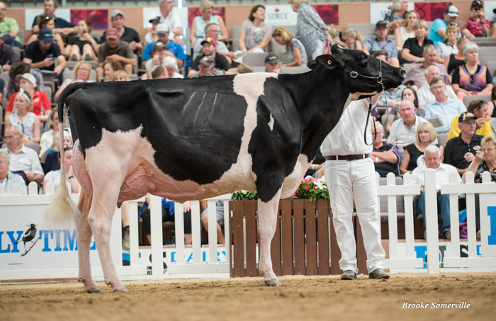RESERVE: Elm Banks Seaver DONNA, Exhibitor: Elm Banks Holsteins ...