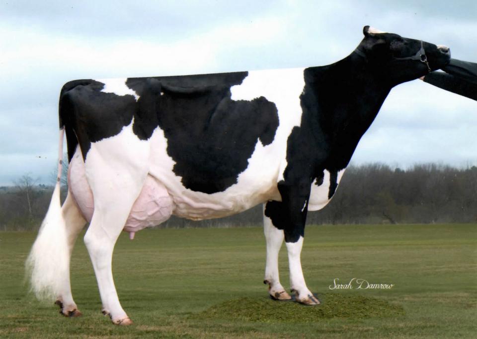Dezi, a Lawrence County Holstein, churns out 201 pounds of milk per day ...