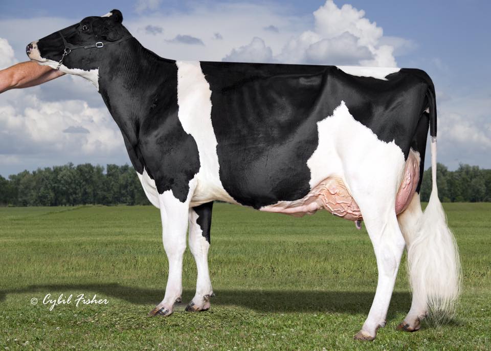 Ryan-Vu Raz-a-Taz (Dam of the top seller)