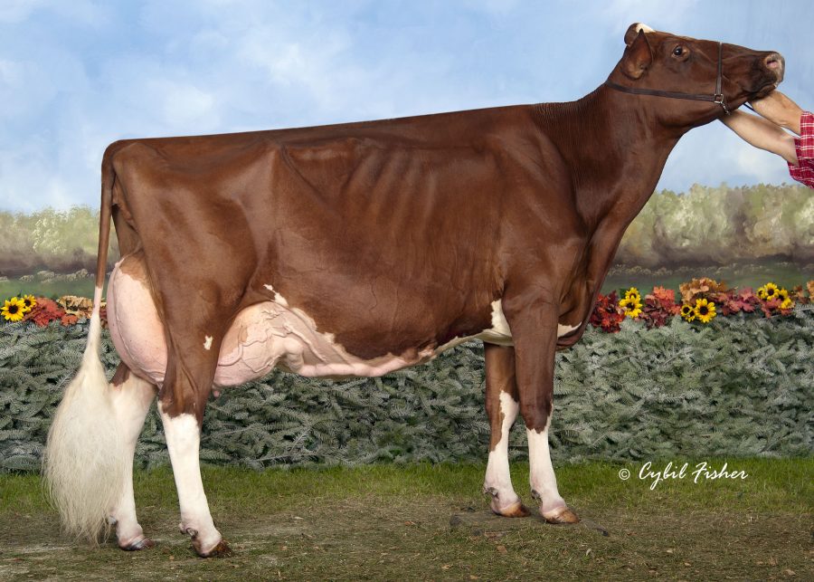 KHW Regiment Apple-Red-ET EX-96 DOM