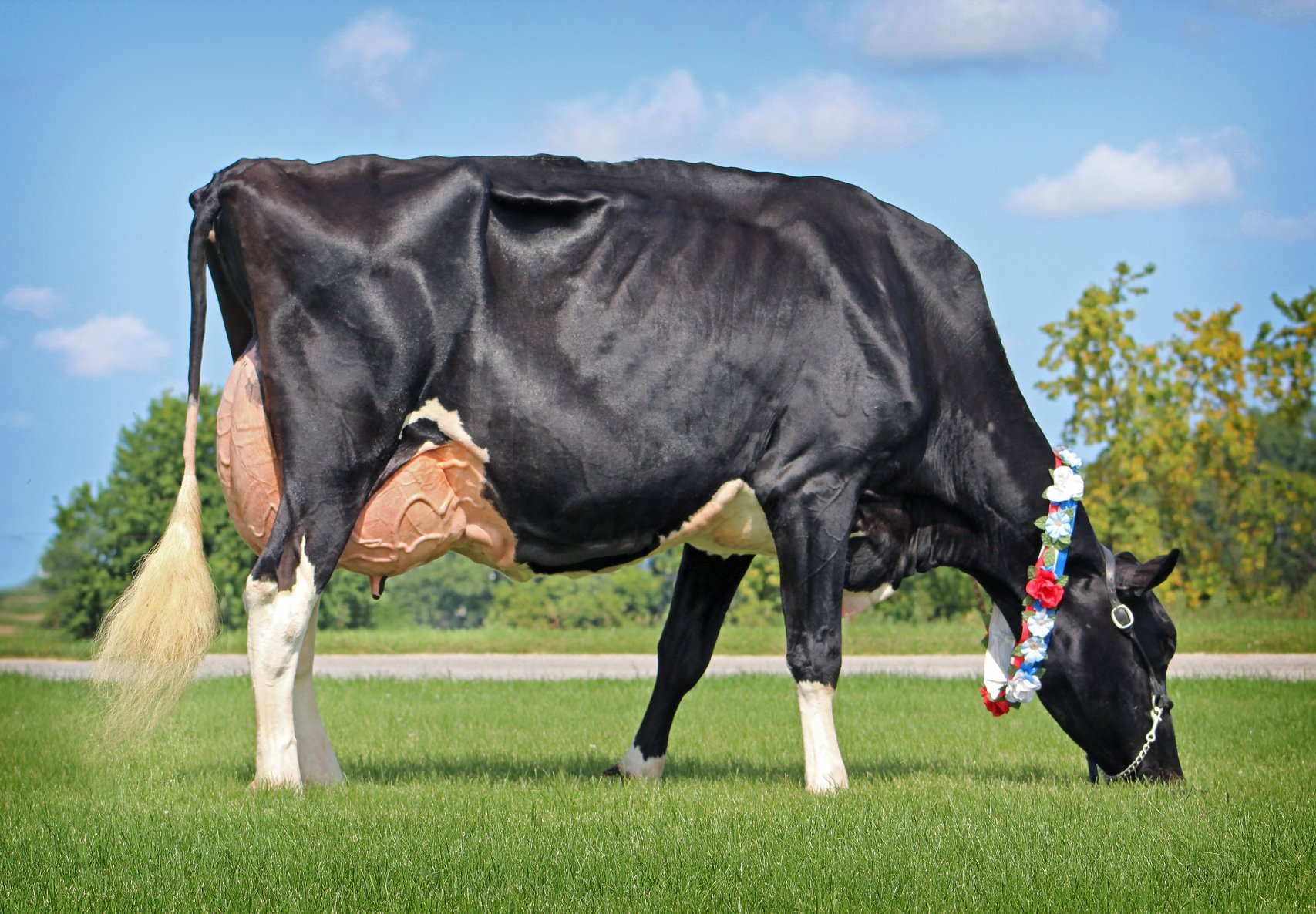 Ocean-View Sterling Silver, bred and owned by Ocean View Genetics ...