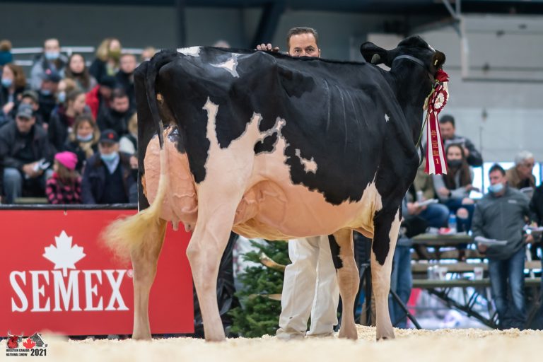 Canadian National Holstein Show 2021