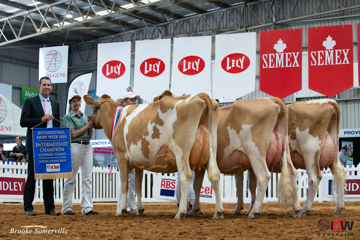 Class 14 – Best Udder – Drawn from 1st Best Udder Classes 6-13