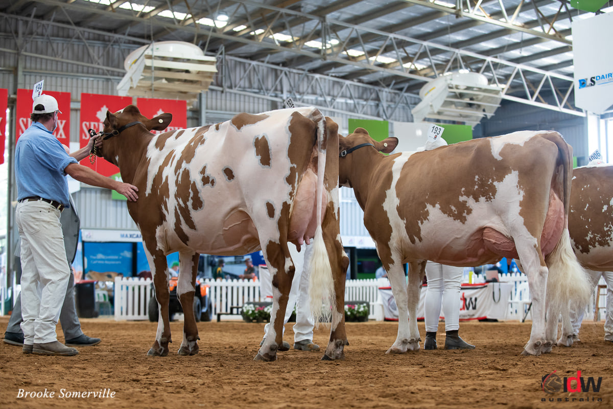 Sponsored by Australian Ayrshires