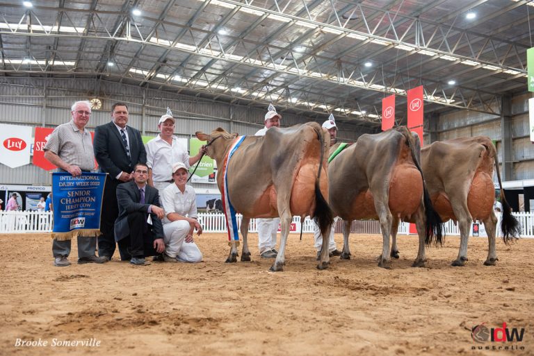 GRAND CHAMPION: Windy Ways Galaxies Dawn 7, Cherrylock Cattle Co ...