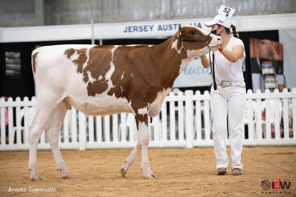 Class 5 – Heifer born 1/1/2021 to 31/3/2021 Senior Leader. Sponsored by ...