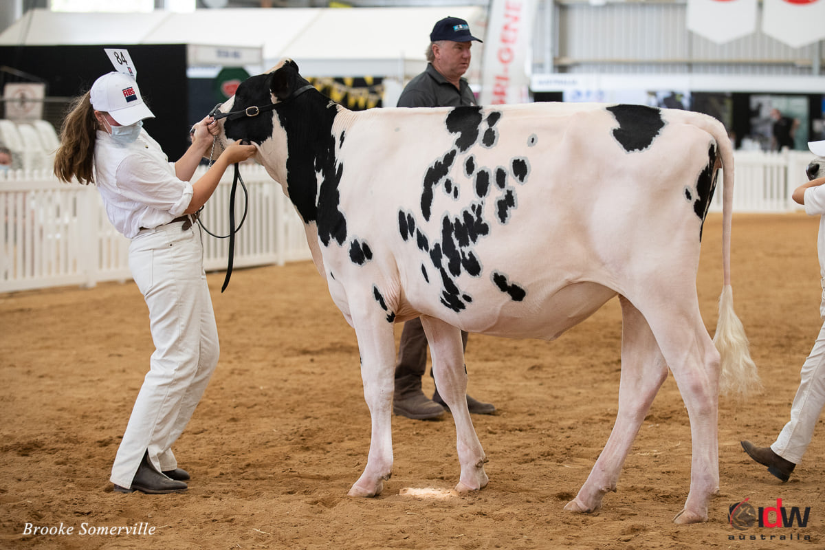 Class 8 – Heifer born 1/10/2020 to 31/12/2020 Junior Leader. Sponsored ...