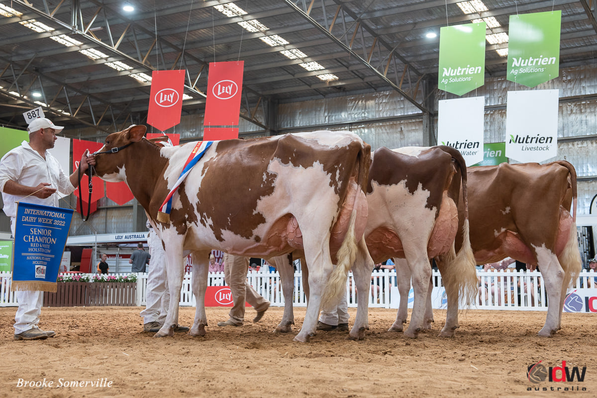 Champion RED and WHITE Cow – Sponsored by Semex