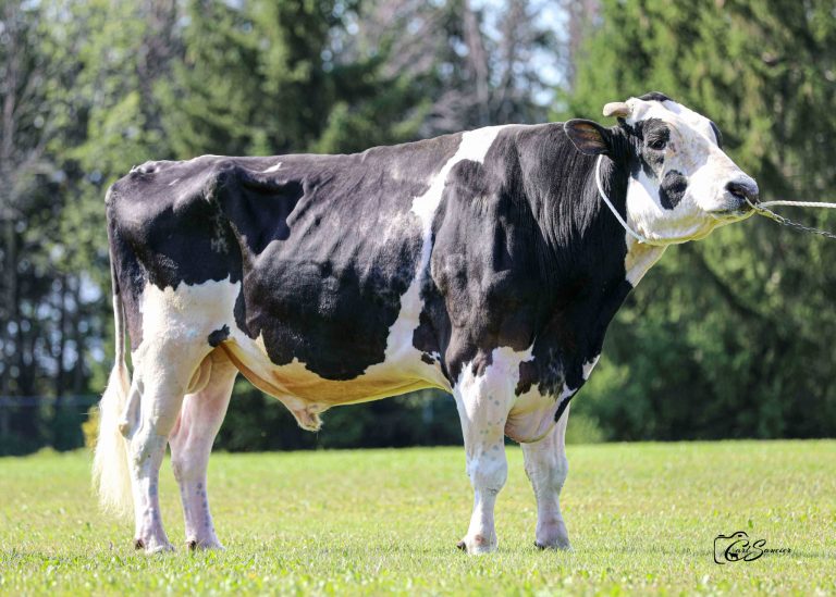 Sire: Monument Impression