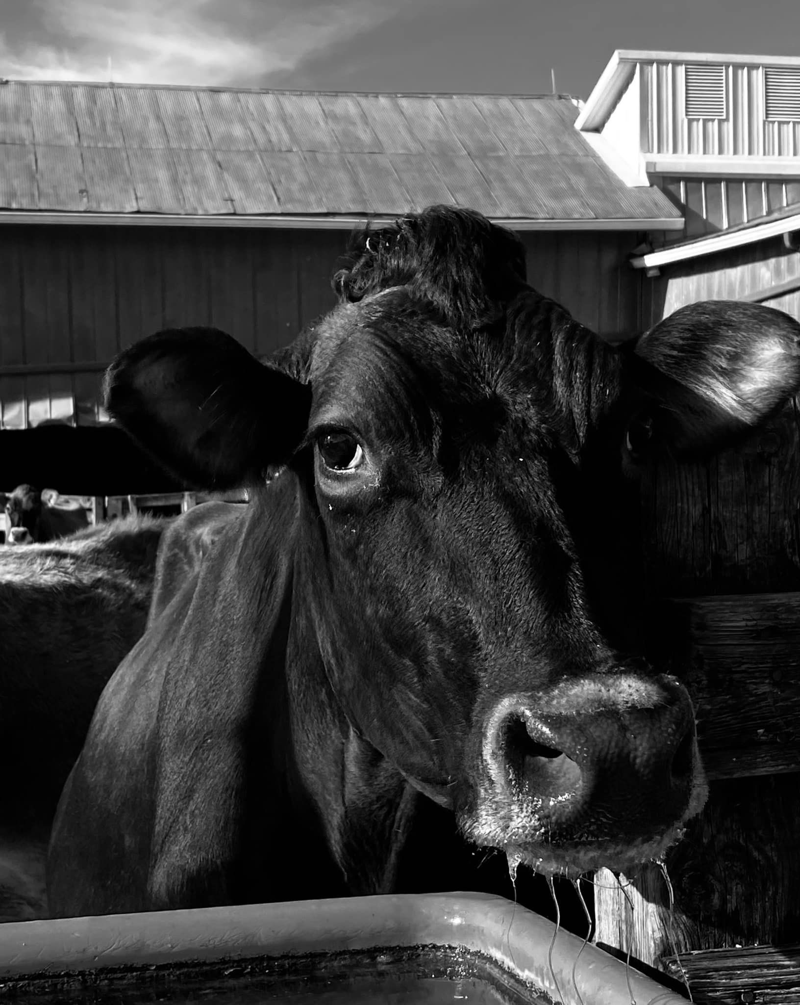 On Tuesday, December 13, 2022, Waverly Farms in Clear Brook, Virginia ...