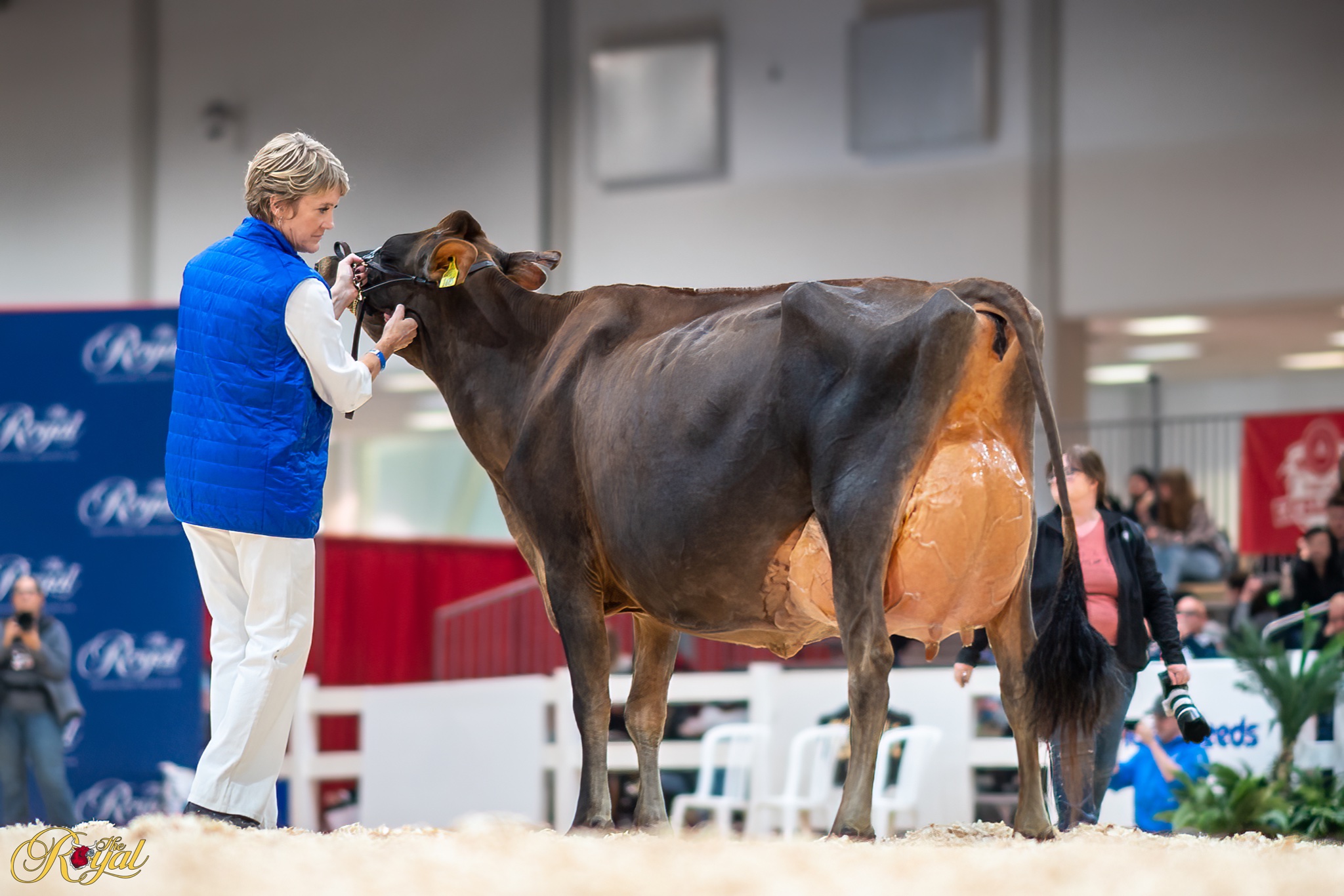 SSF ANDREAS CAMILLA (ANDREAS), SENIOR & GRAND CHAMPION 2022 ROYAL ...