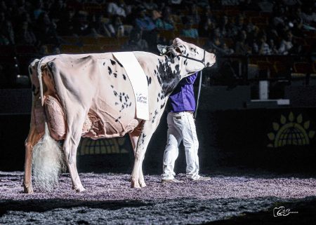 Erbacres Snapple Shakira was Supreme at the 2021 World Dairy Expo. She ...