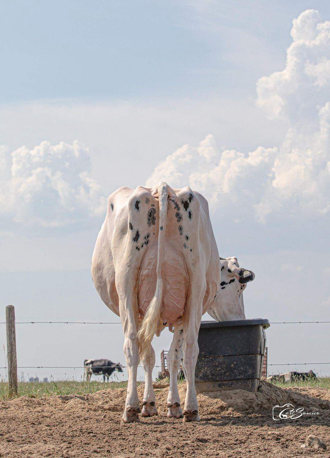 Erbacres Snapple Shakira was Supreme at the 2021 World Dairy Expo. She ...