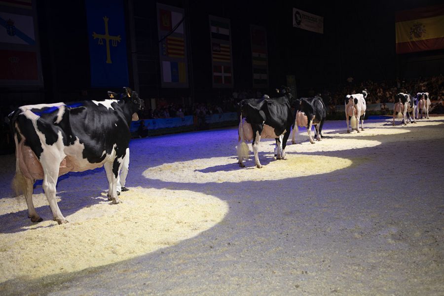 National Champion of Calves and Heifers