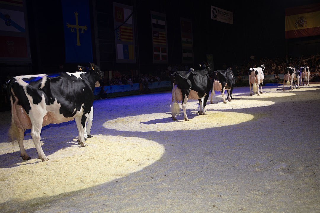National Champion of Calves and Heifers