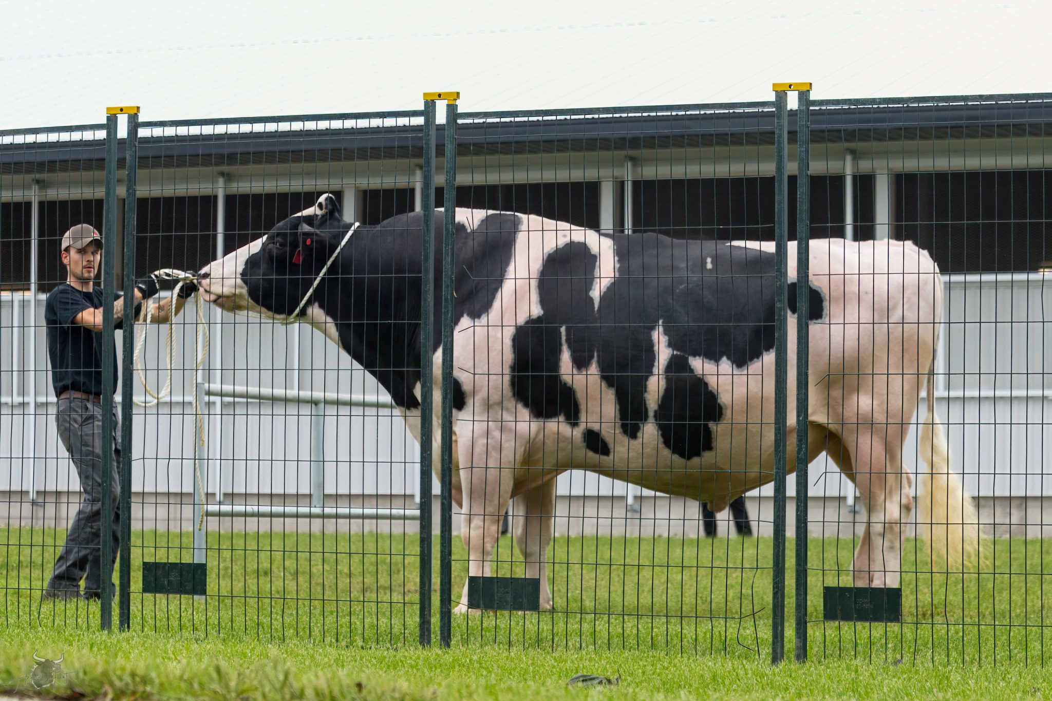 Semex Canada | The Bullvine