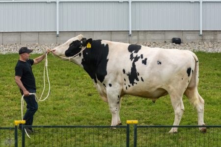 Semex Alliance | The Bullvine
