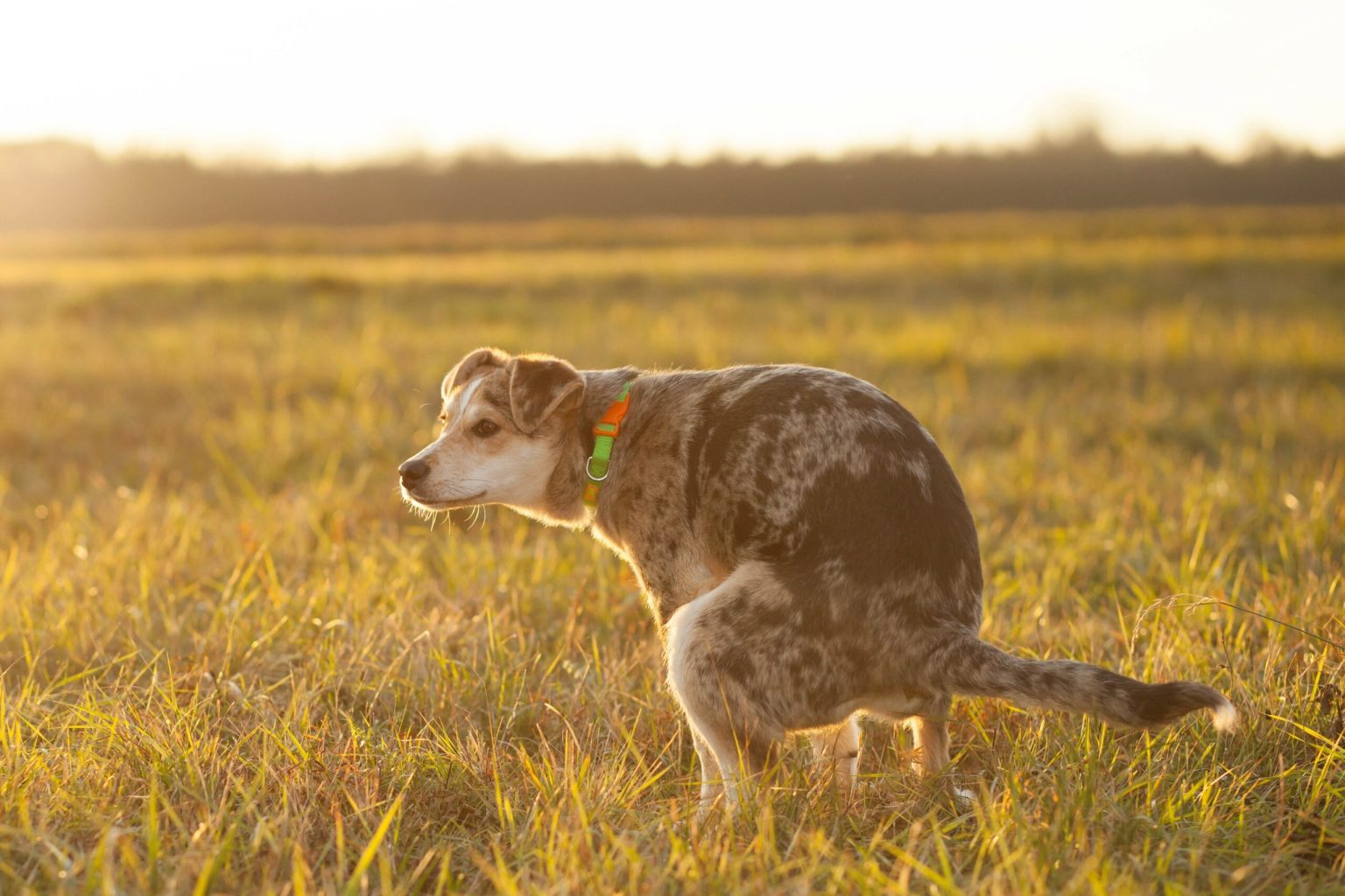 Perché la cacca di cane nei campi è assolutamente da evitare