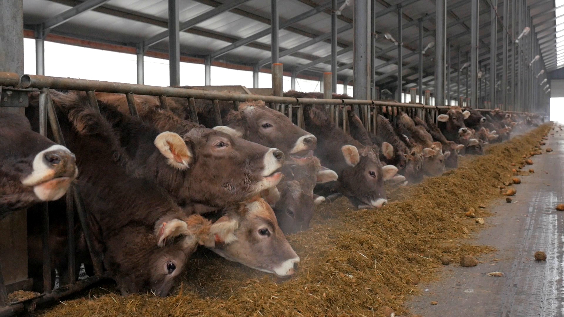 Unveiling the resilience of German dairy cows: Breaking new ground in ...
