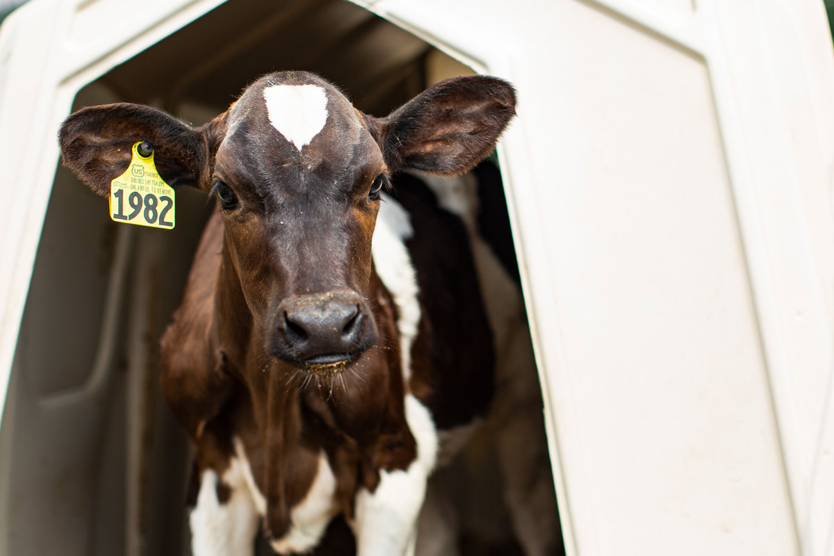 Simplify scours prevention with focused strategies for calf health ...