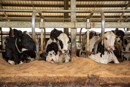 Learn more about the transformative link between improved cow comfort ...