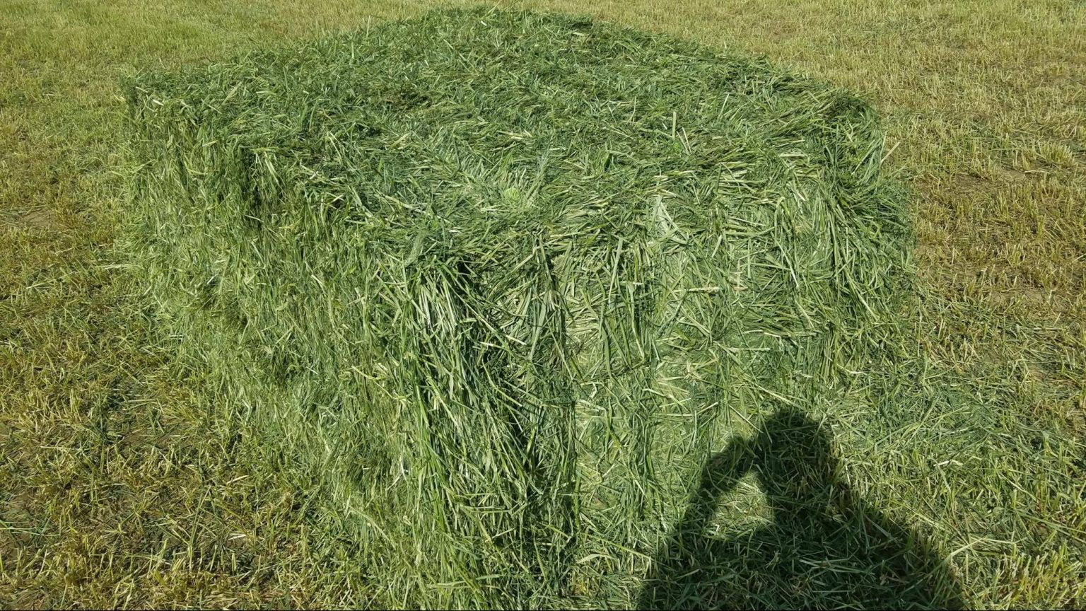 Curious how triticale hay can boost Holstein dairy cow performance ...