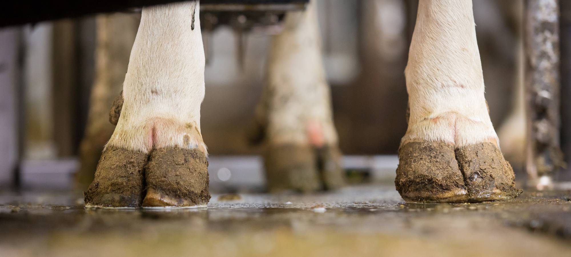 Uncover strategies to mitigate lameness and injuries in dairy cattle ...