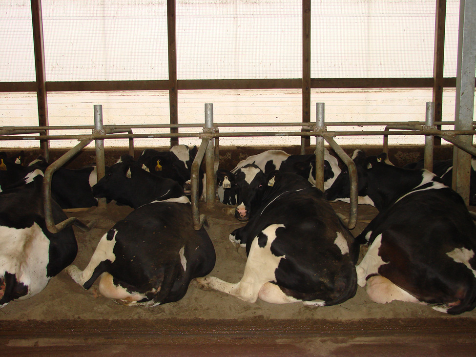 Learn the art of managing sand bedding efficiently for your dairy cows ...