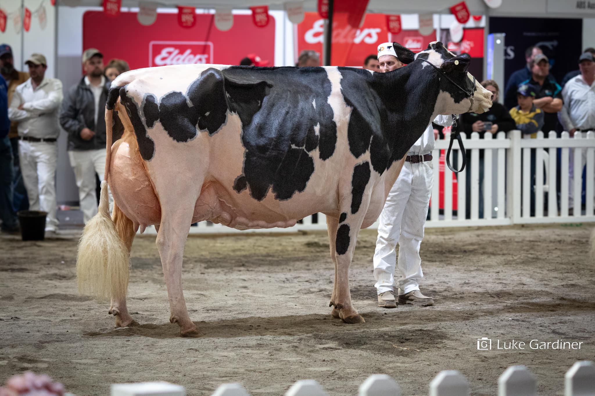 Learn how Rockwood Park Atley Cretonne achieved supreme champion status ...