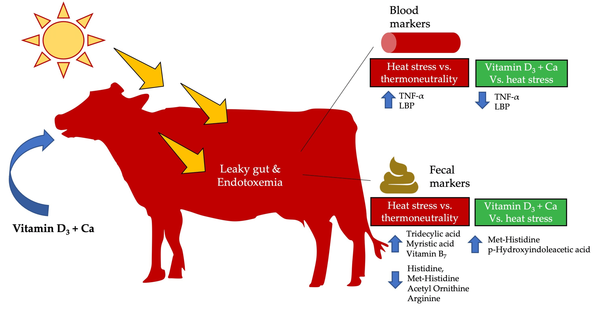 Learn how leaky gut makes heat stress worse for dairy cows , affecting ...