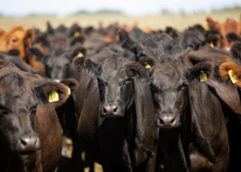 Estrategias de crianza especializadas | The Bullvine