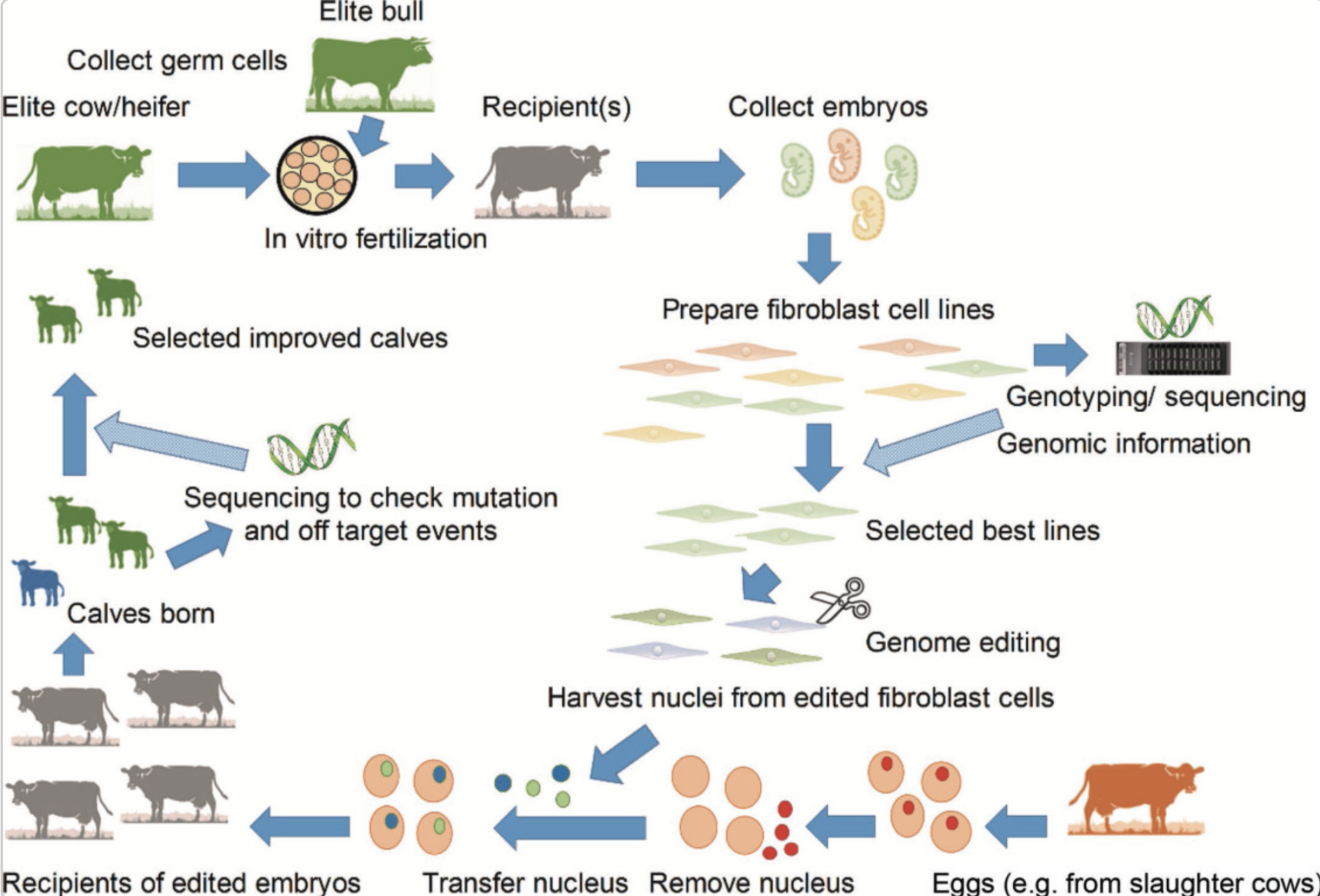 Understanding Genetic Modification and Genome Editing in Dairy Cattle