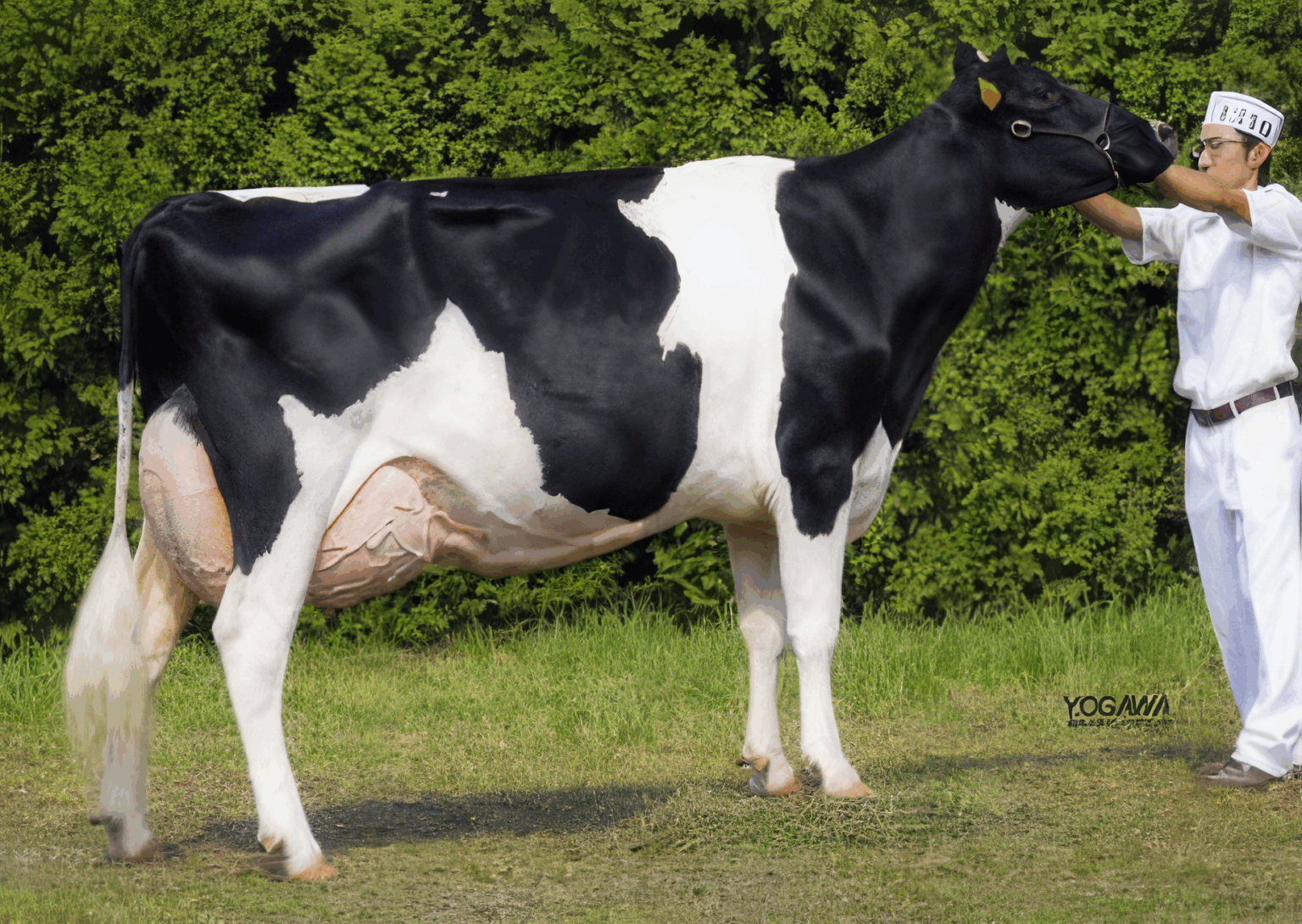 Holstein classification | The Bullvine