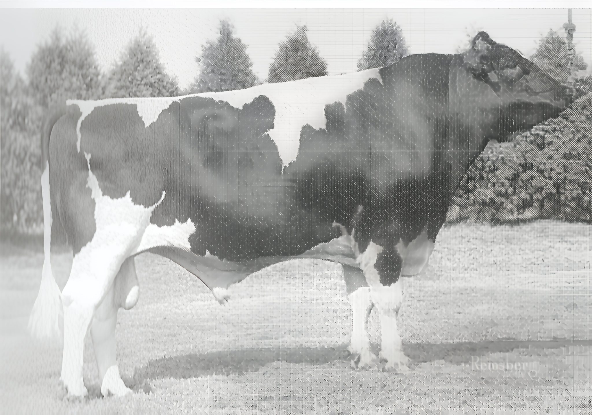 CARLIN-M IVANHOE BELL: The bull who tore the Holstein industry in half ...