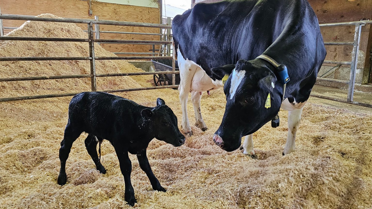 What farmers are discovering: beef-on-dairy breeding jumped from 50K to ...