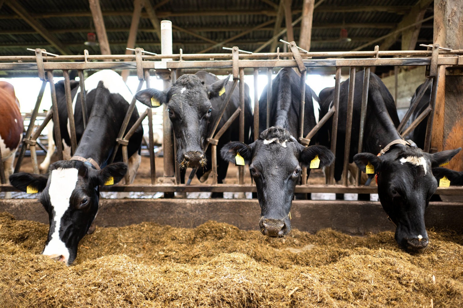 Manejo de vacas recién paridas | The Bullvine