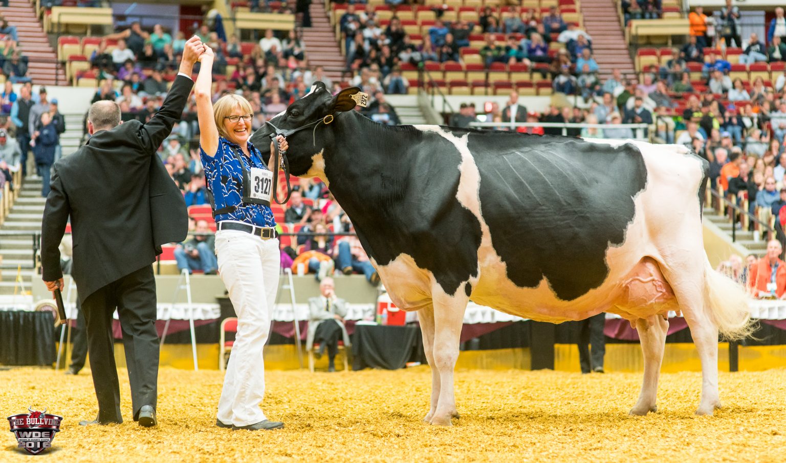 Four Bulls That Changed the Holstein Breed: Genius, Gambles, and the ...
