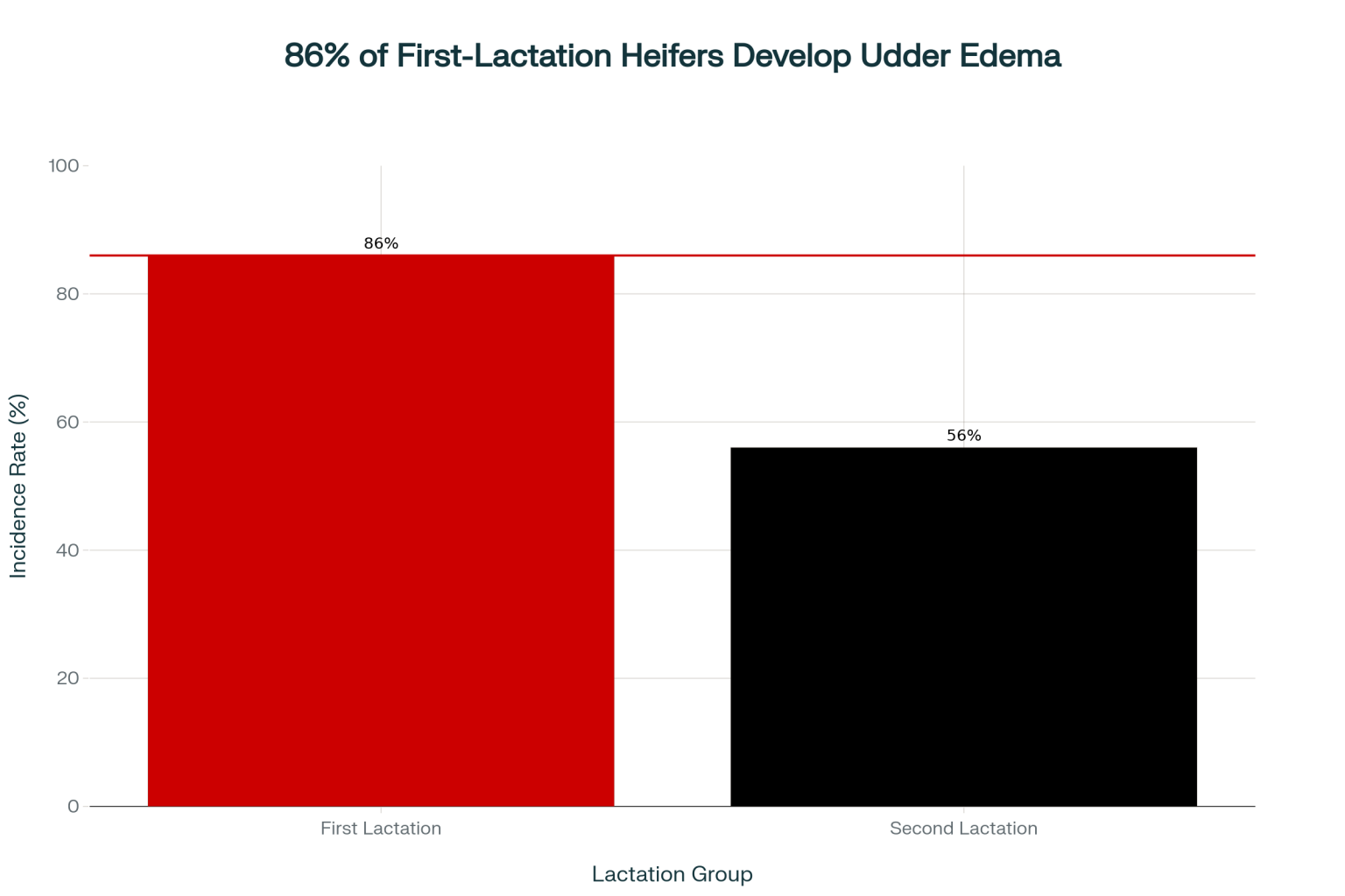 First-lactation heifers face dramatically higher udder edema rates (86% ...