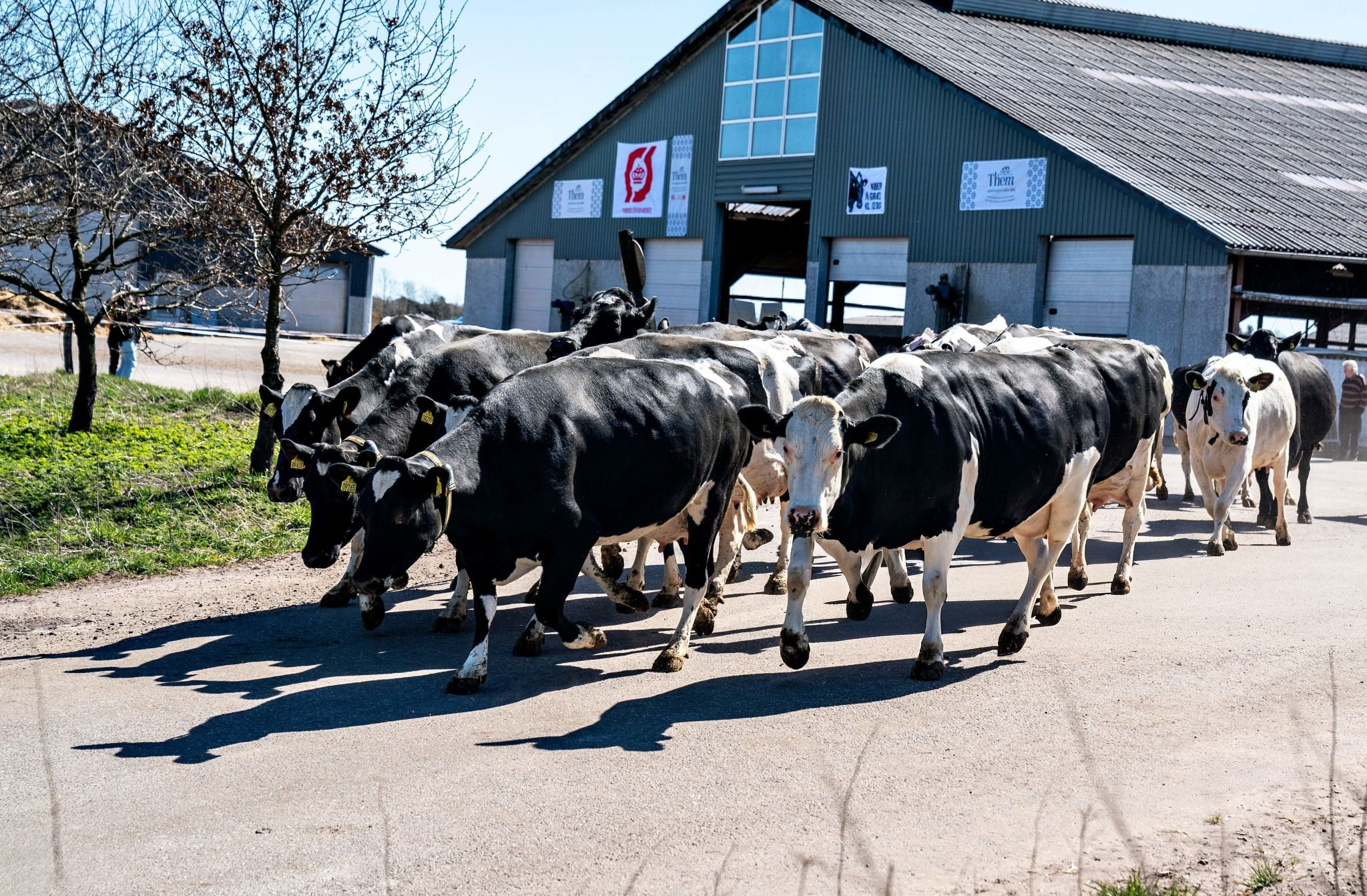 Trial: 60 cows. Mandate: 1,400 farms. Crisis: 6 weeks. This is why ...