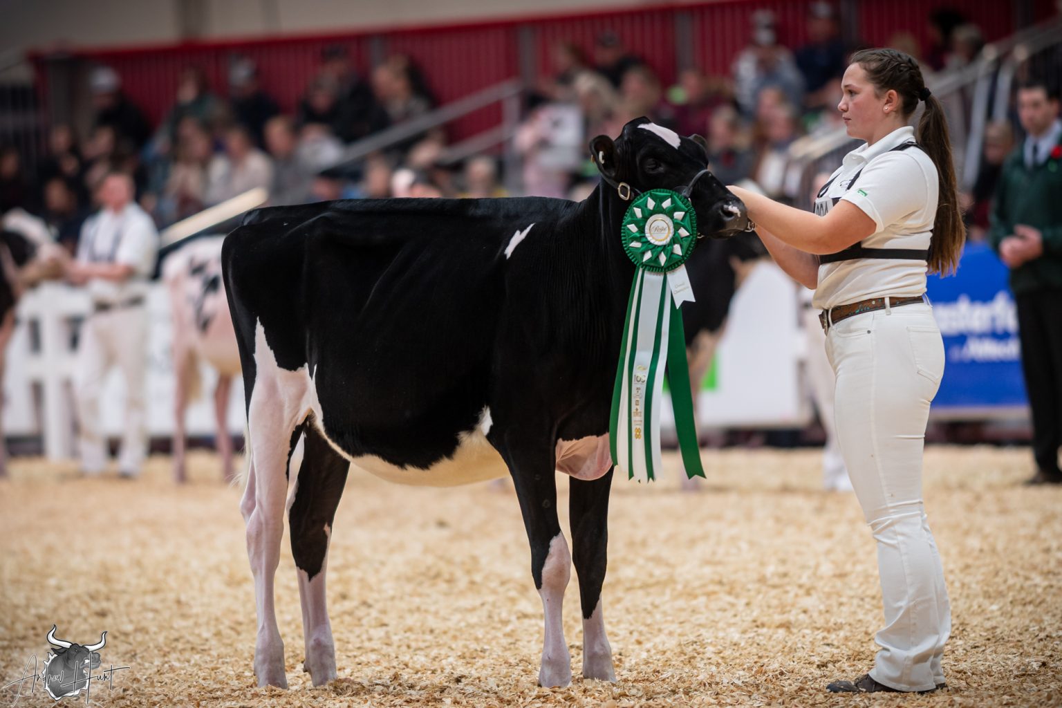 JUNIOR SHOWMANSHIP (12-14 YEARS OLD)