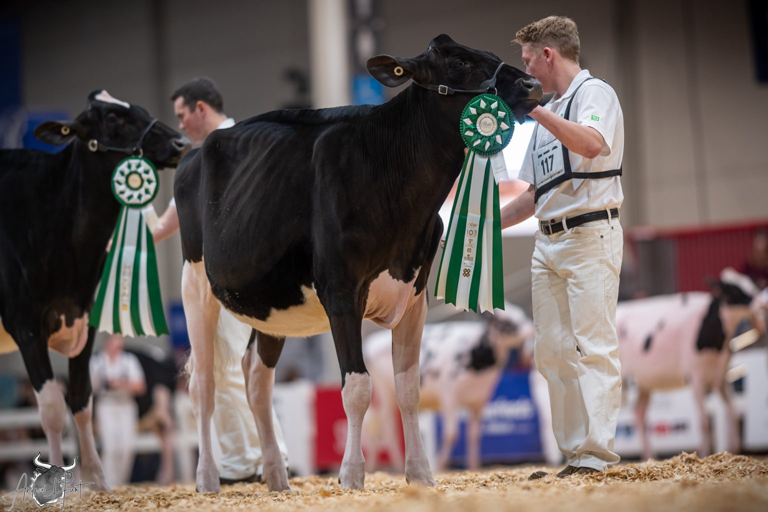 INTERMEDIAIR SHOWMANSHIP (15-17 JAAR)