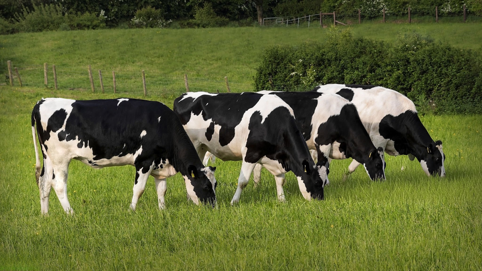 dairy reproductive protocols | The Bullvine