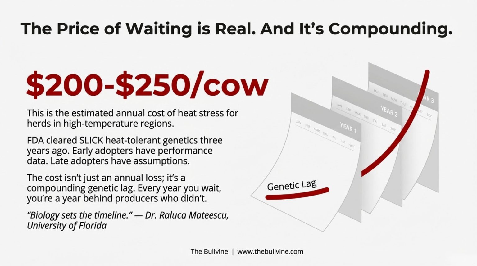 Gado geneticamente modificado | The Bullvine