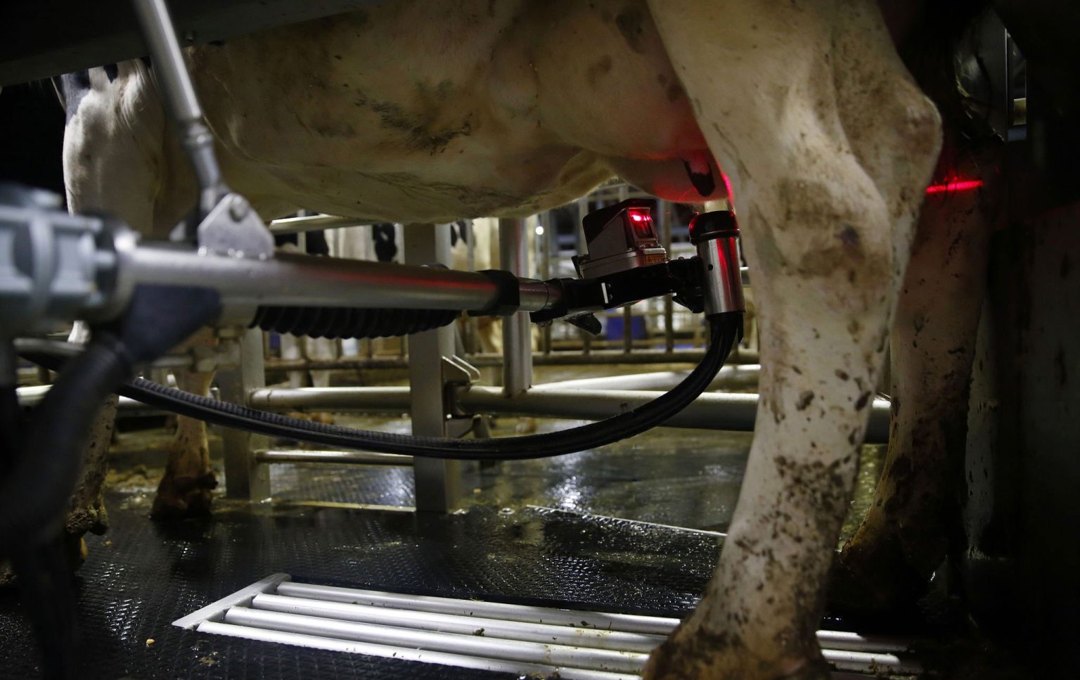 2,000-cow dairies are learning something from robots that has nothing ...