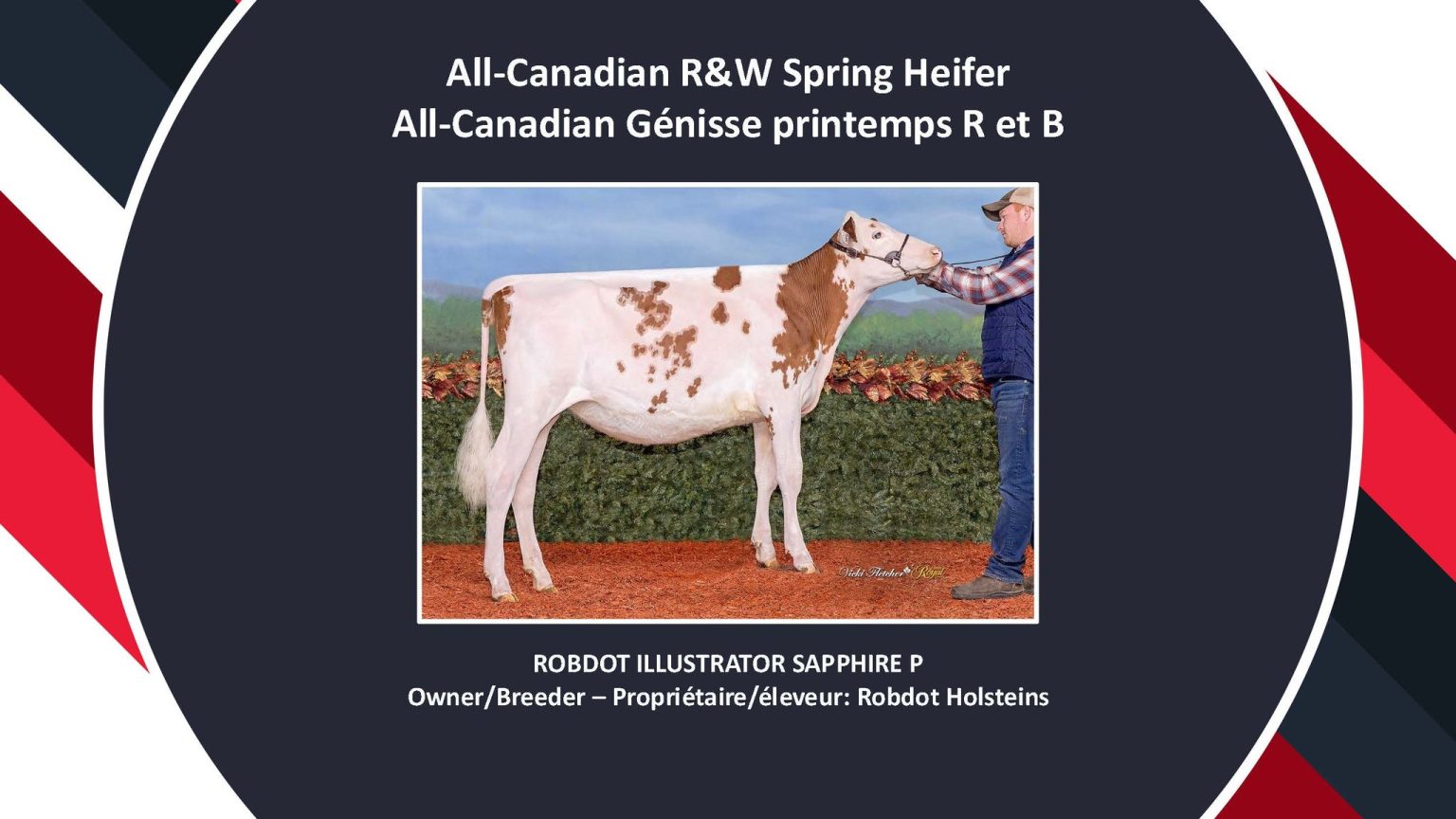 Spring Heifer