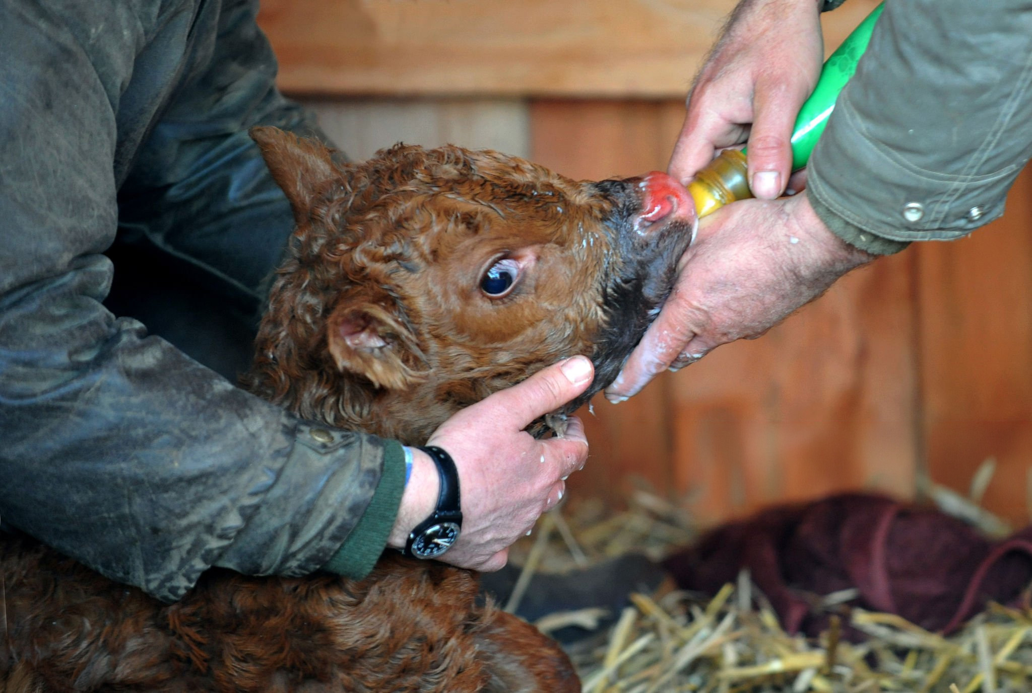 In a 93 ‑herd study, farms feeding pooled colostrum lost ~20 calves out ...